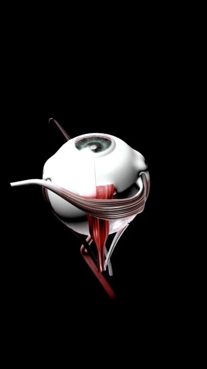 Eye muscles balance to see better | inferior rectus - Eyesight Academy